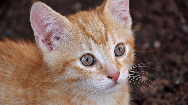 When your cat stares without blinking, the real reason might surprise you