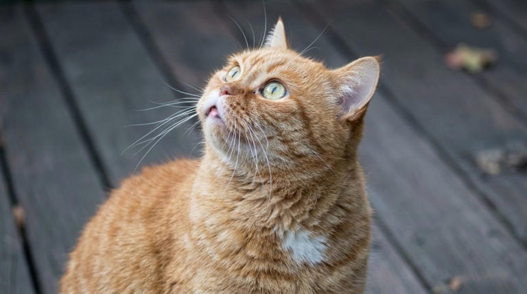 Orange cats are genetically different from every other mammal and ...