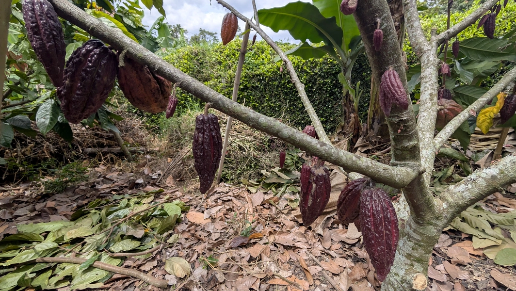 From cacao tree to cocoa treats