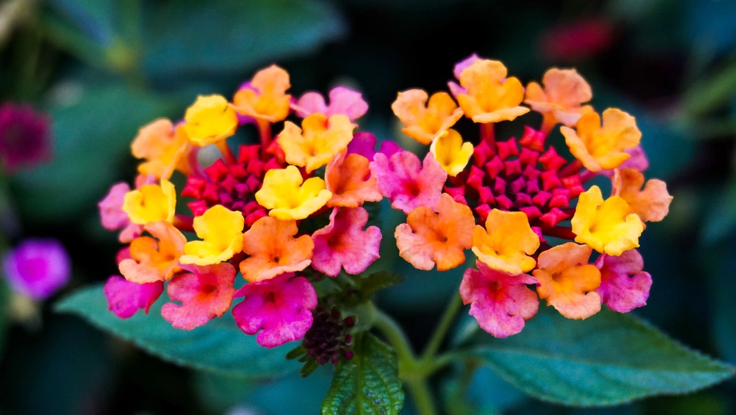 16 colorful potted flowers for pollinators