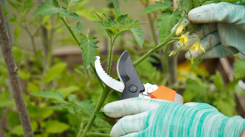 The DIY fertilizer hack to try when you prune tomatoes