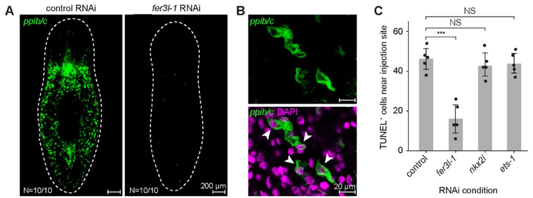 Scientists discover 'explosive' new immune cell type