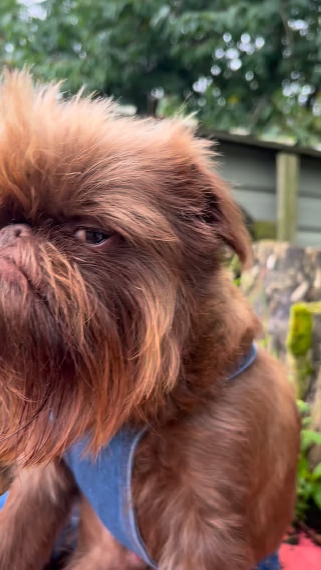 If he had a voice, would he sound like this funny dog moment