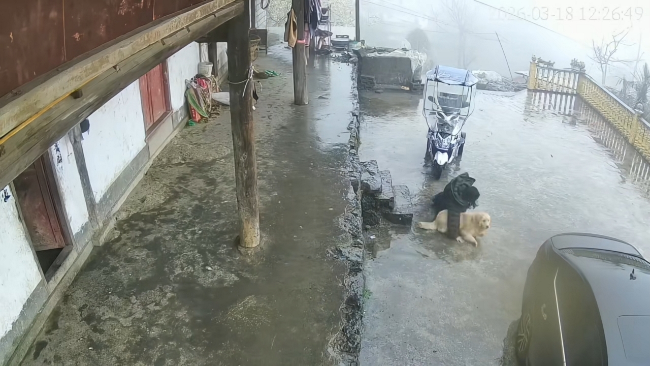 Woman and dog slip together on icy stairs in Guizhou snow