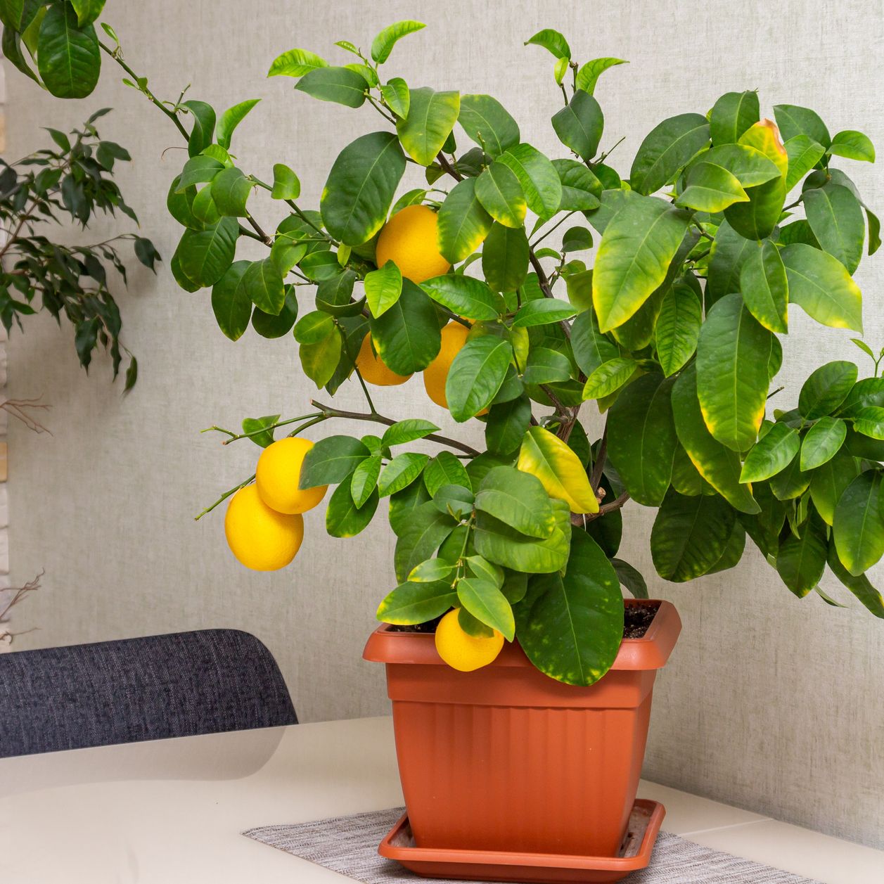 Citronnier en pot : l’erreur invisible qui brûle les racines et fait ...