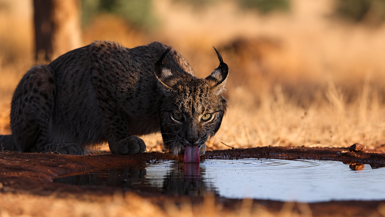 Watch the peaceful and unexpected moment of a lynx being filmed while ...