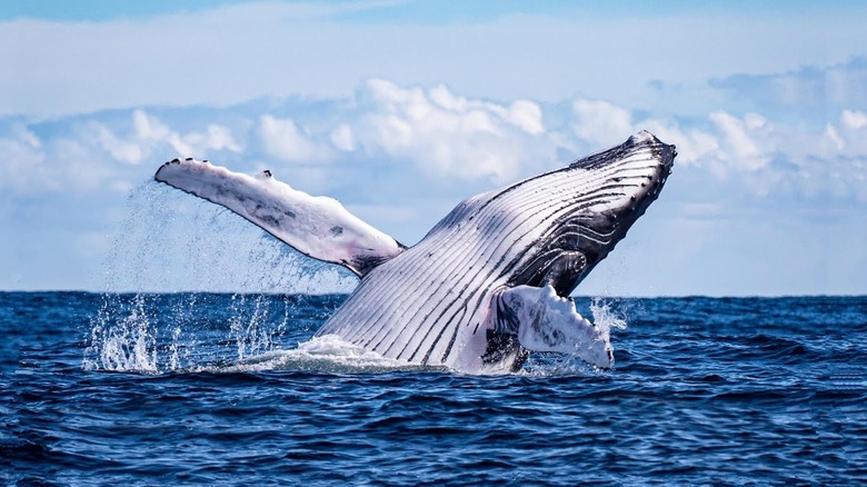 5 top island destinations for whale watching