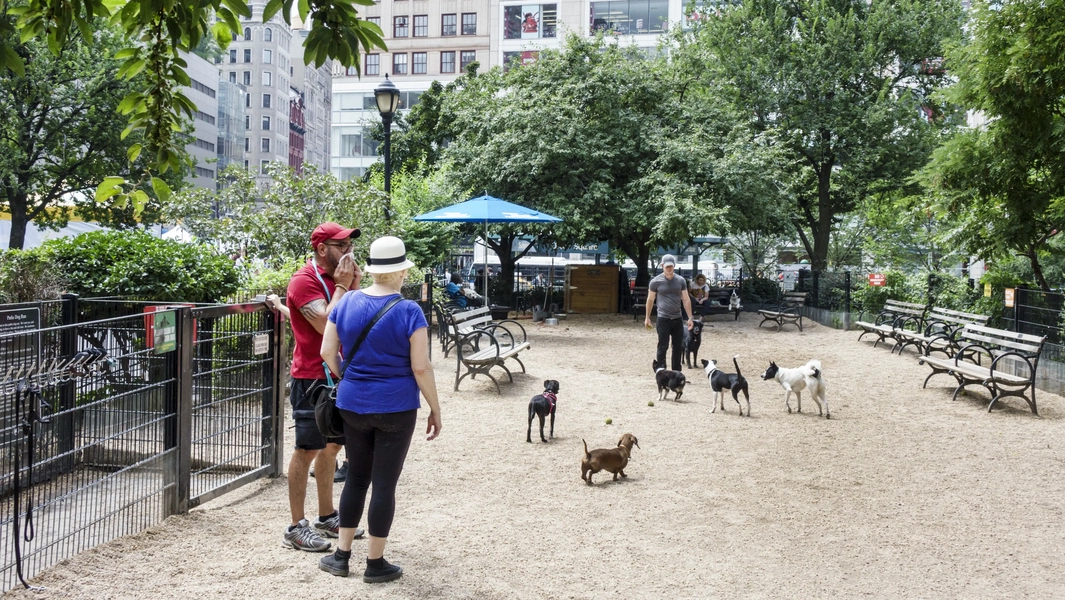 Experts outline safe steps for introducing rescue dogs to territorial pets