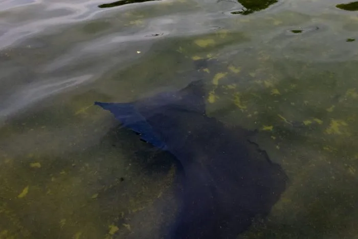 Pirro floats ‘serious charges’ for vandals fostering algal blooms in ...