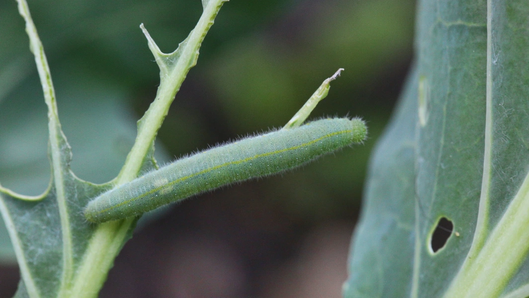 4 fascinating facts about caterpillar legs and adaptations