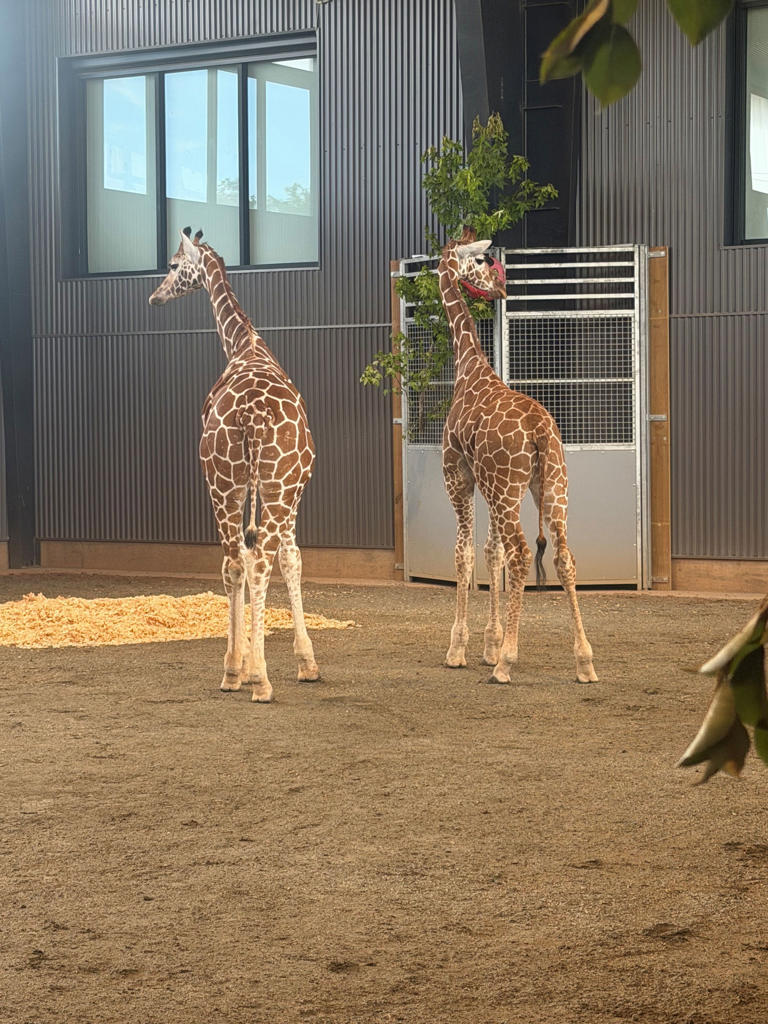 Baby giraffes who went missing from Virginia zoo a year ago found safe
