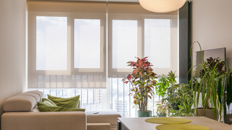 Amazon has a nature-inspired blind alternative to add privacy to windows