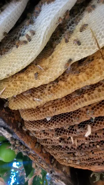 Removing a massive beehive from my patio ceiling