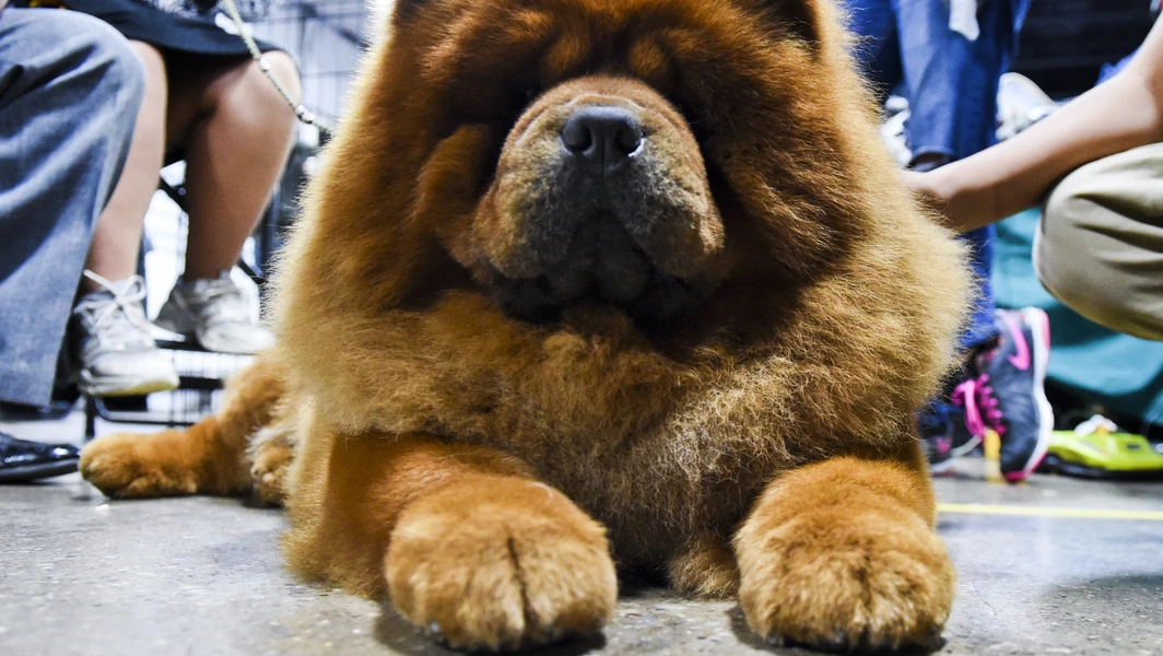 7 dog breeds that challenge even experienced trainers