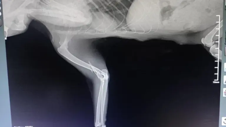 Gata rescatada en la Doctores recibe atención en la Cuauhtémoc