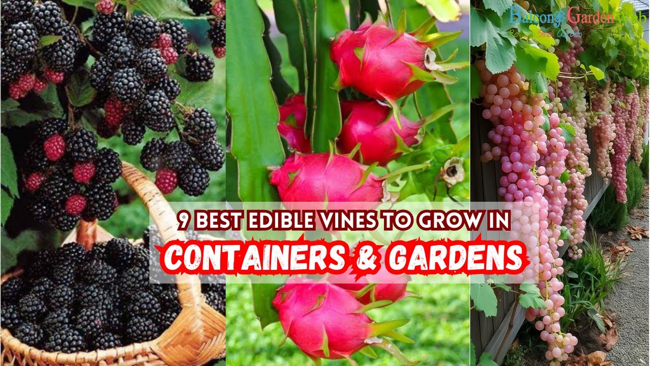 The 9 best edible vines for containers and home gardens