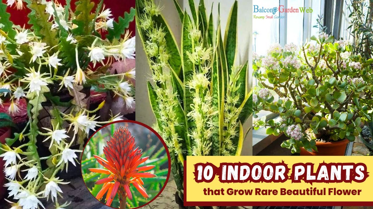 The ultimate list of 10 rare beautiful flowering indoor plants