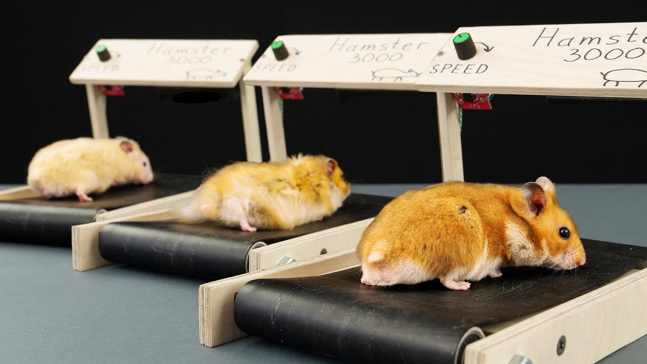 DIY treadmill for hamster