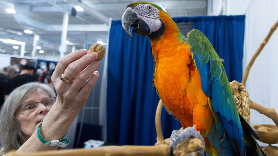 Building trust and connection with pet birds