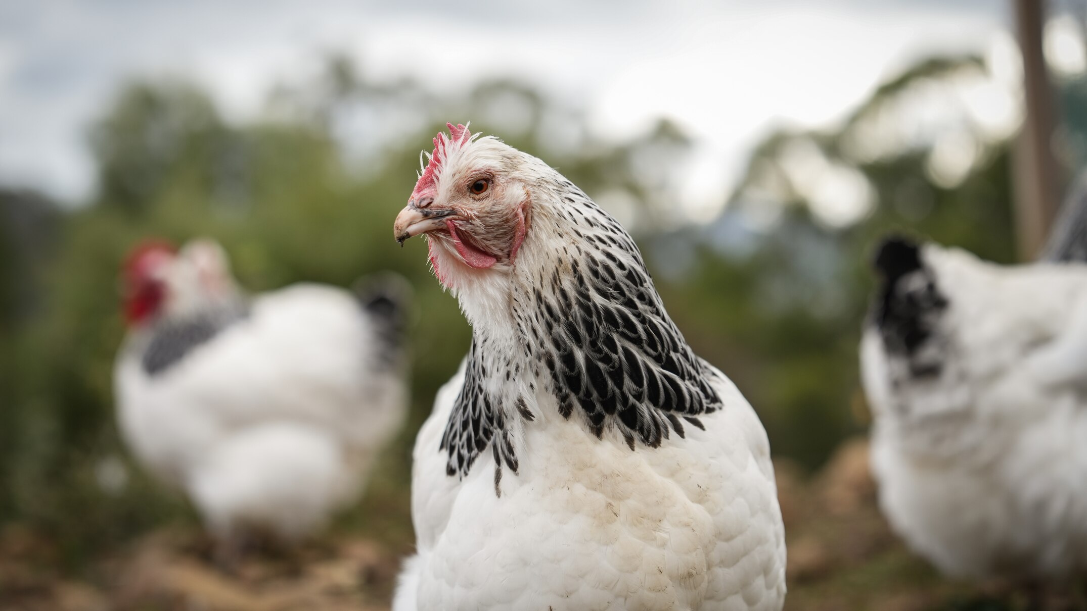 Black swan wipe-out from bird flu predicted as Ingham's locks down WA ...
