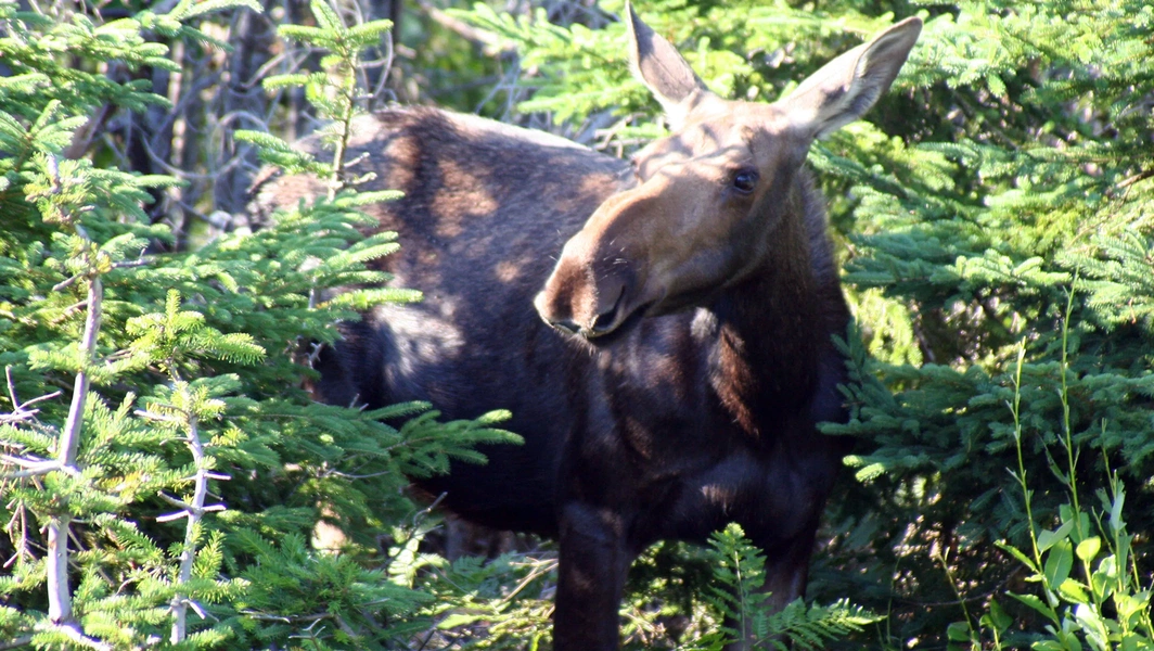 Exploring New Hampshire’s moose tours and viewing spots