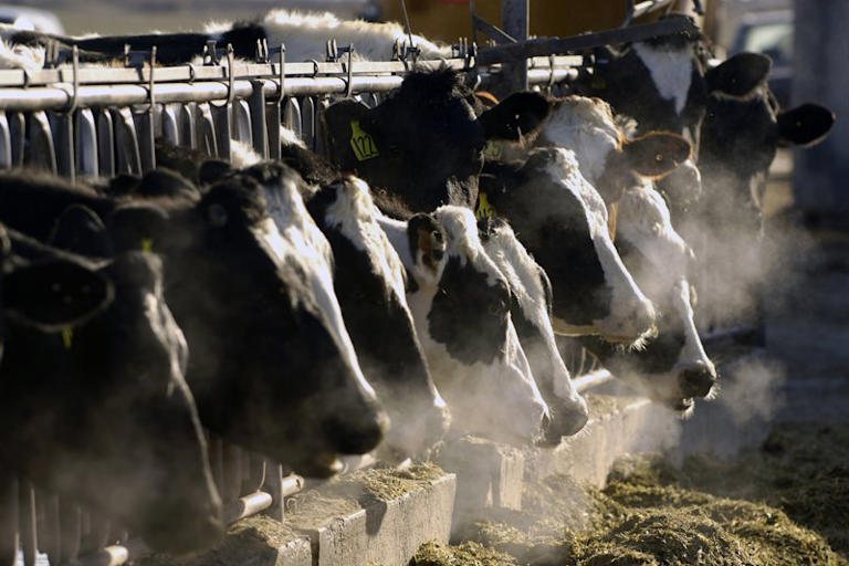 First-ever human case of H5N2 strain of bird flu kills man in Mexico ...