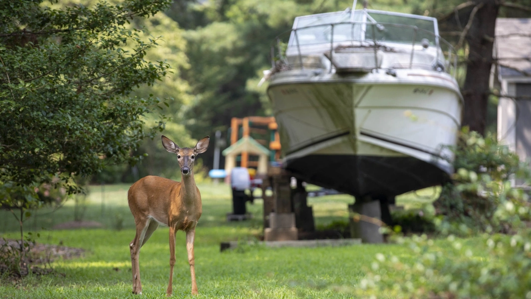 Comprehensive strategies to protect yards from deer