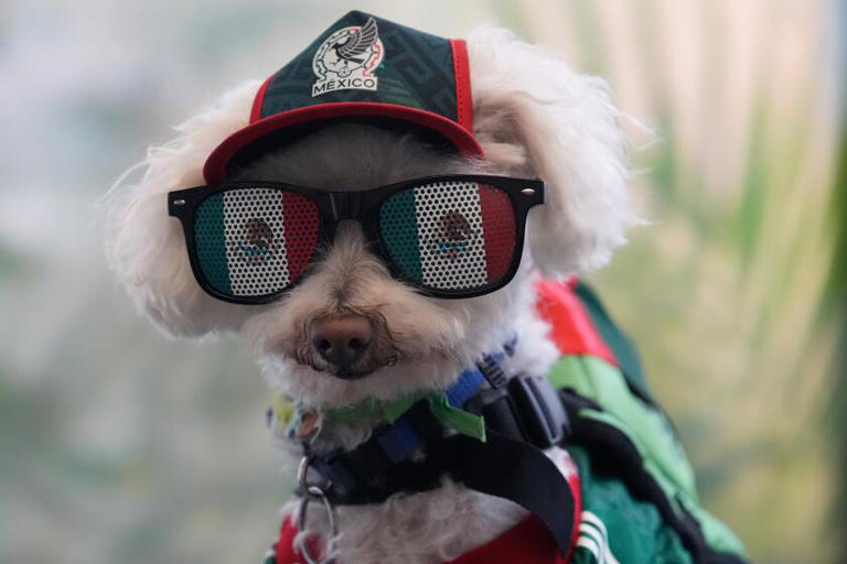 El perro rescatado Osito roba corazones en las calles de México durante ...