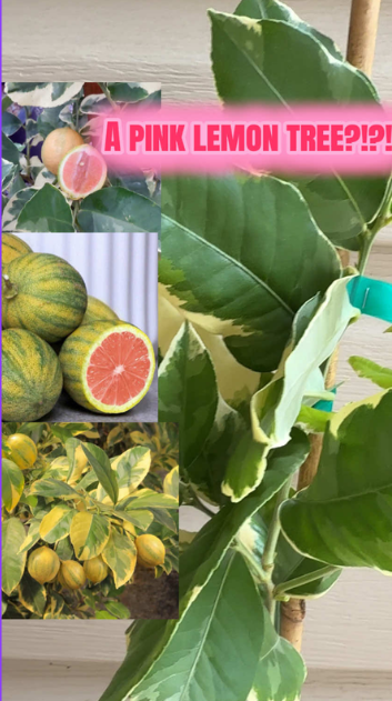 Grow gorgeous lemon trees indoors or outdoors easily