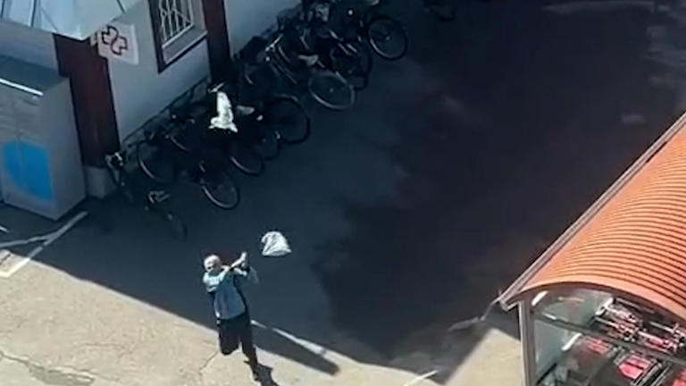 Protective seagulls divebomb shoppers to defend chick