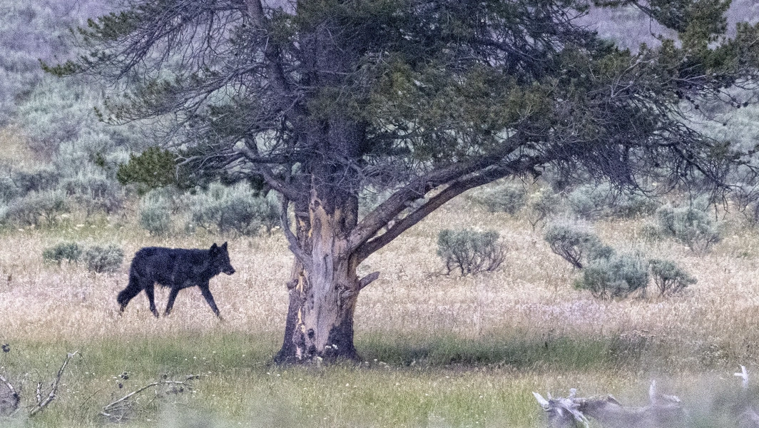 Wolf watching in Yellowstone National Park