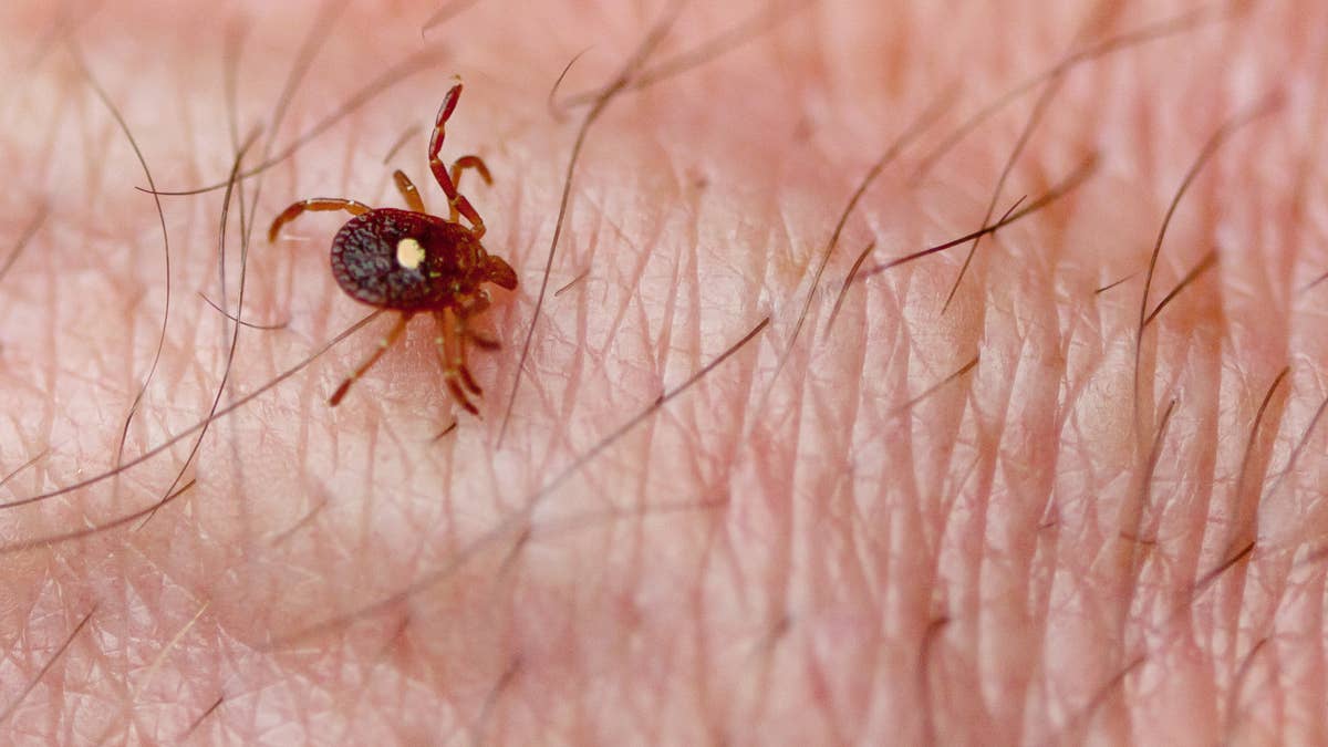 Alpha-gal syndrome: How tick bites can make red meat dangerous