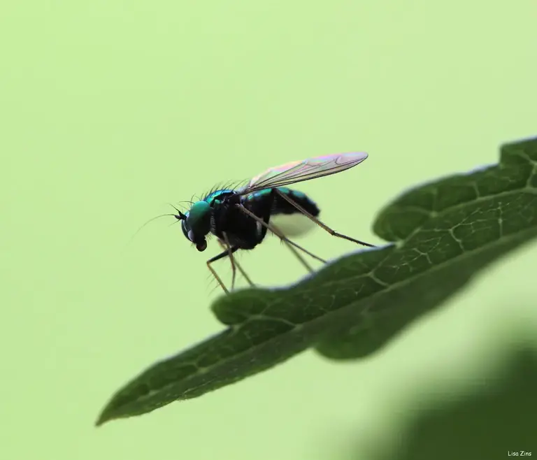 8 insects you definitely want in your vegetable beds