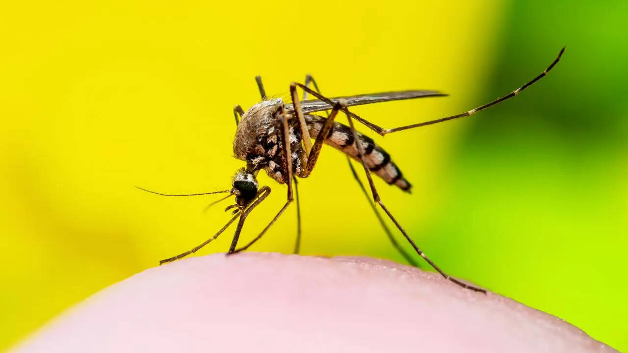 5 things you didn’t know about mosquitoes