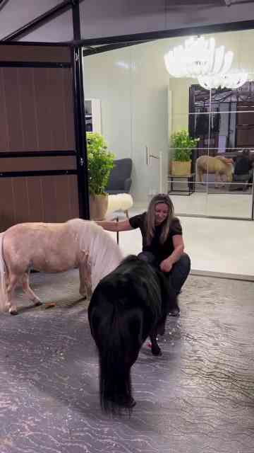 Building our dream life one tack room project at a time