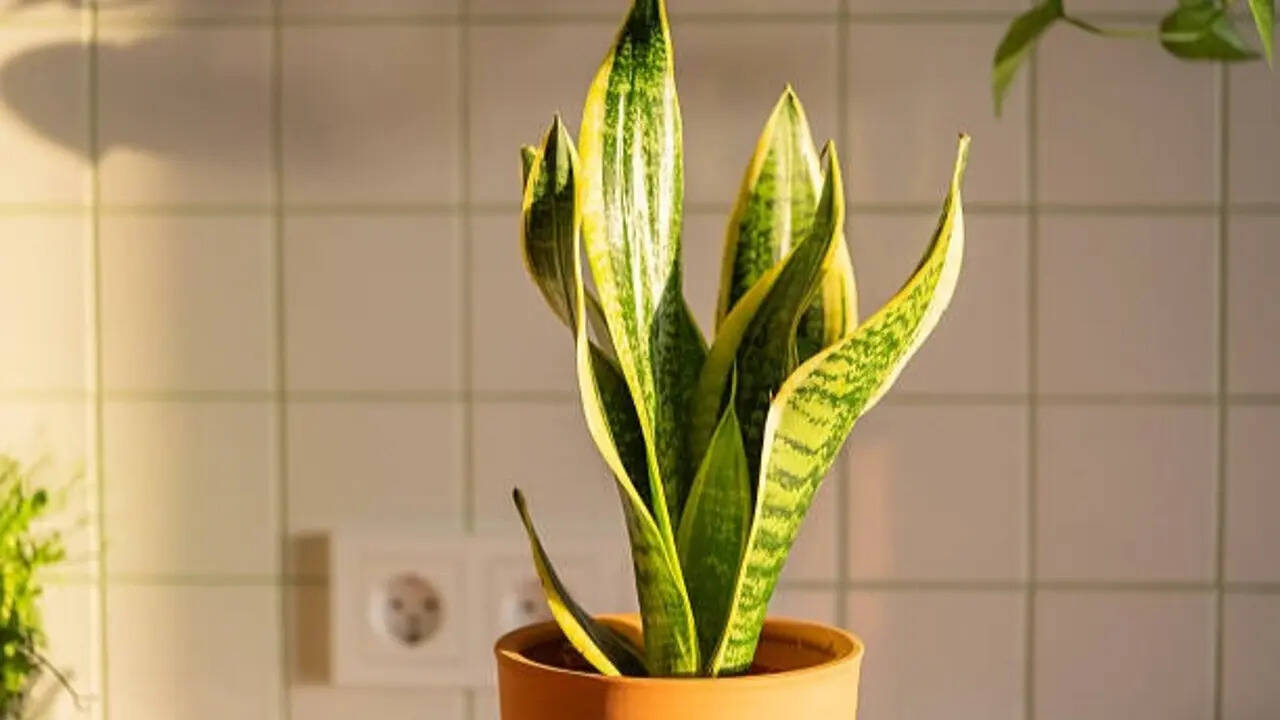 Before you buy a snake plant, experts want you to know these 5 things