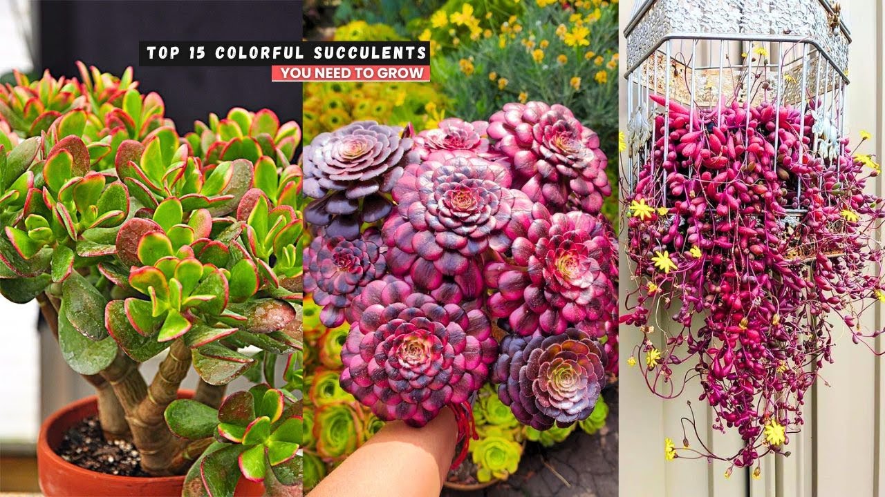 15 amazing colorful succulents for indoor and outdoor gardens