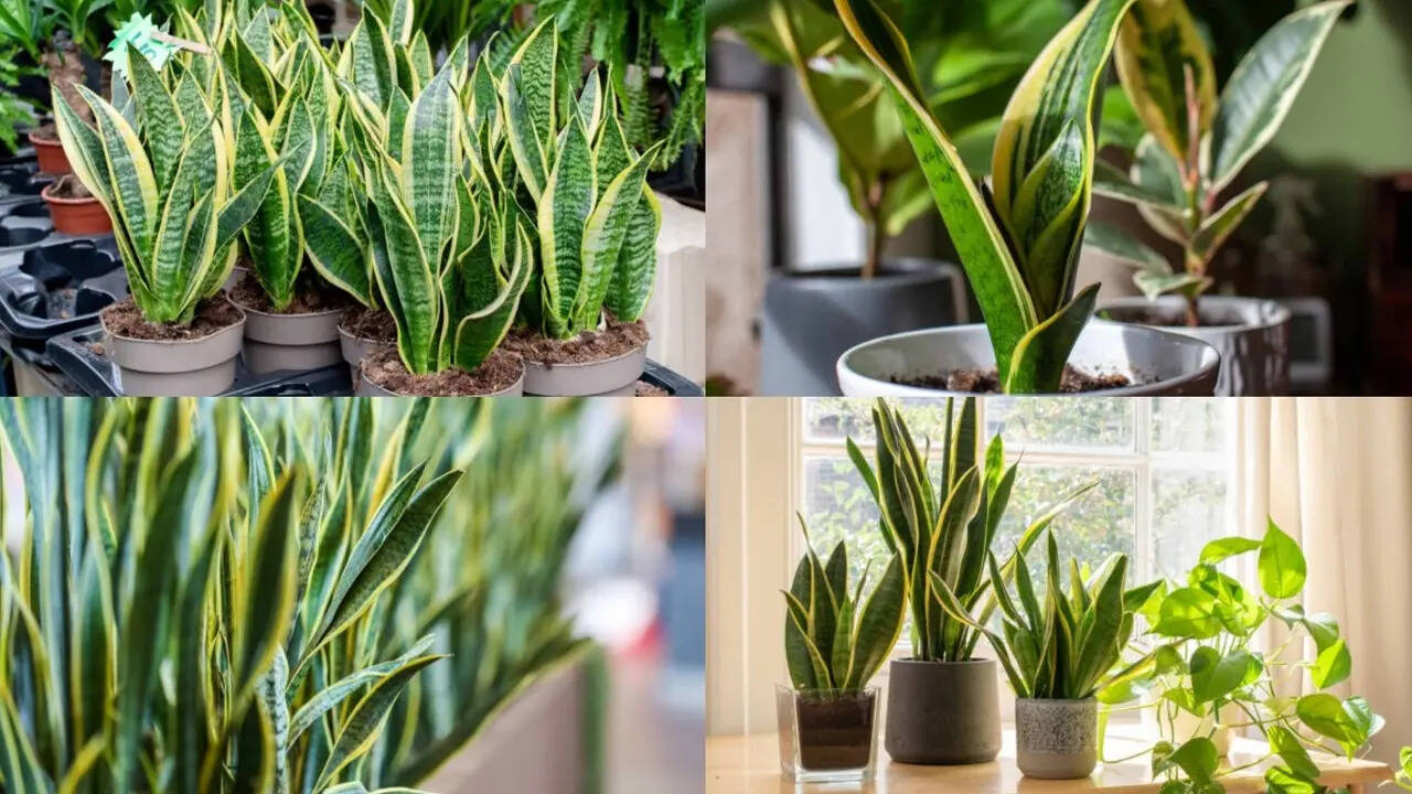Before you buy a snake plant, experts want you to know these 5 things