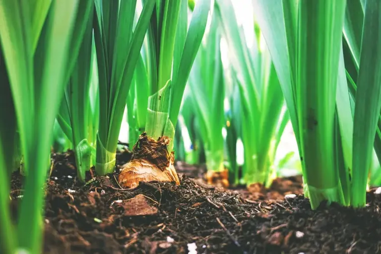 Should you hot or cold compost? What's right for you