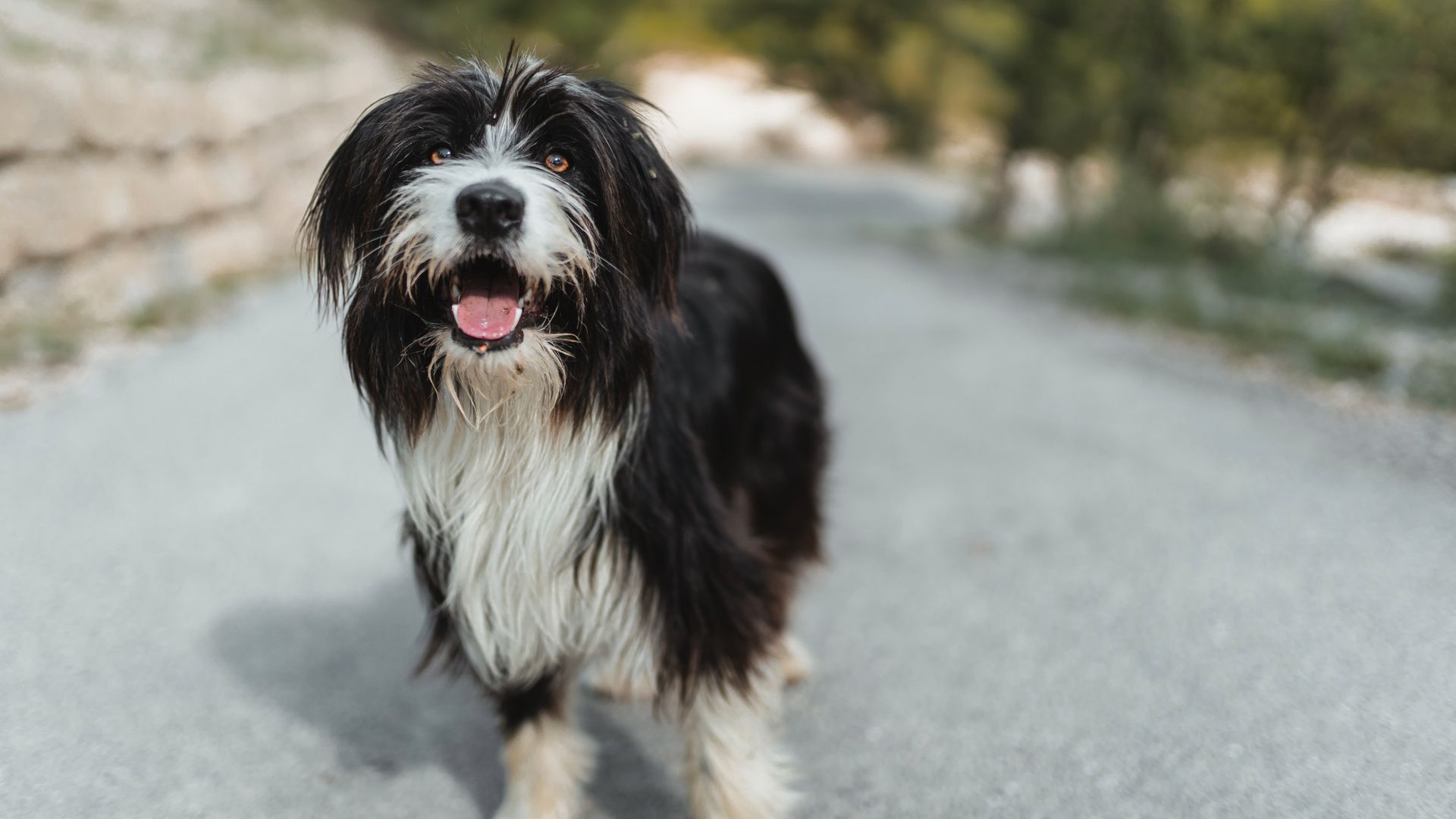 Best dog breeds for cold climates