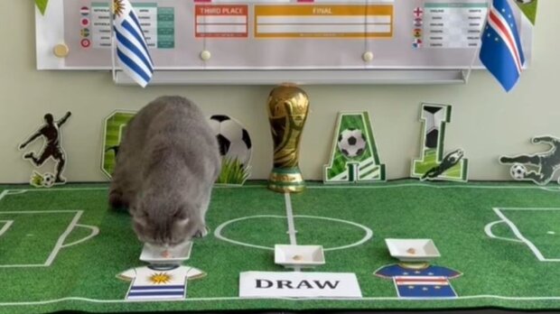 Mundial 2026: el gato Maximus, el nuevo Pulpo Paul, pronosticó Uruguay ...