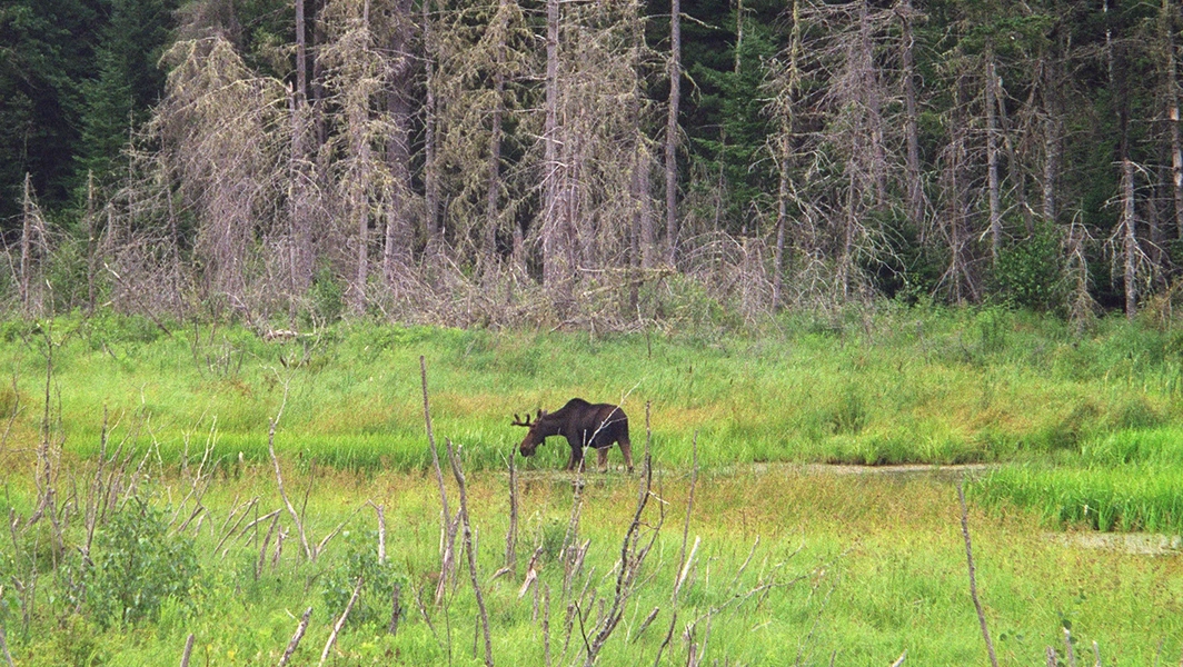 Exploring New Hampshire’s moose tours and viewing spots