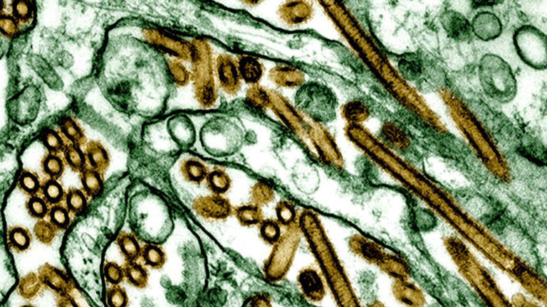 China orders mass slaughter of poultry after bird flu outbreak