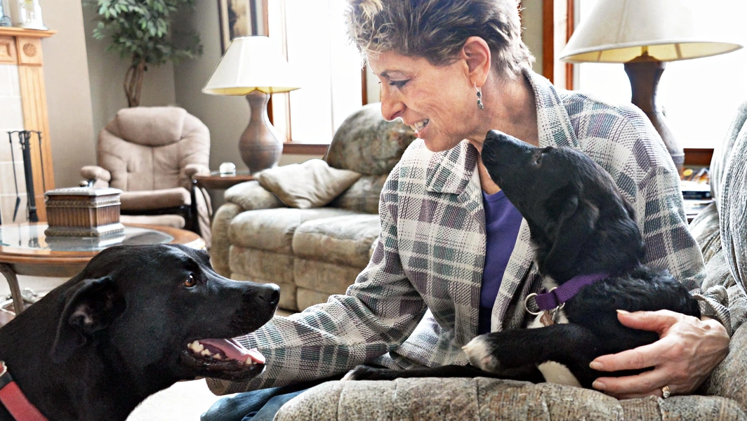 Experts outline safe steps for introducing rescue dogs to homes with ...