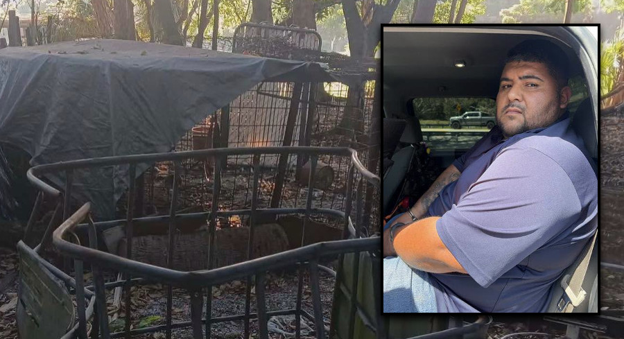 Anonymous tip to news station exposes neglect in Florida: Six animals ...