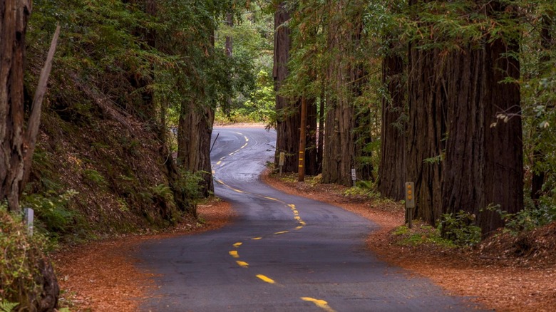 Forget Redwoods National Park, visit California's remote state reserve ...