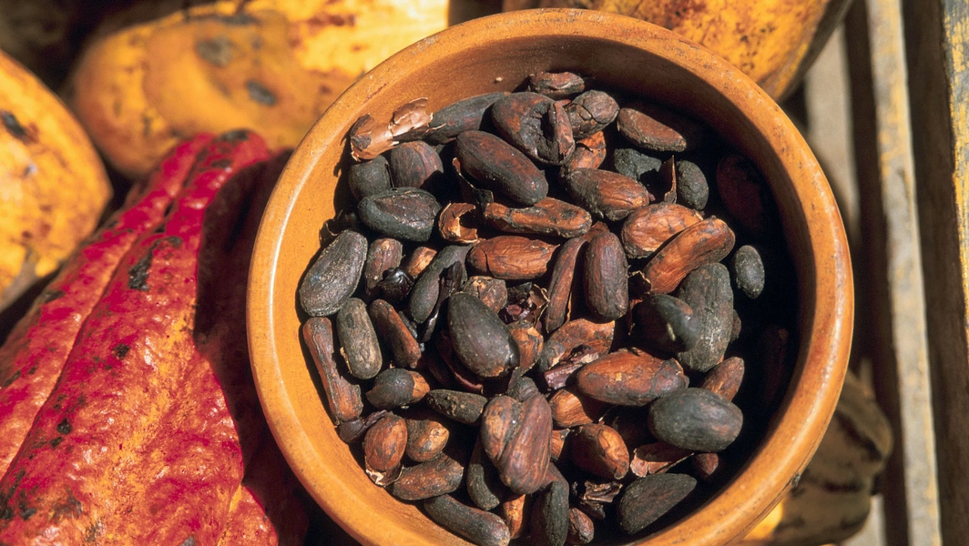 From cacao tree to cocoa treats