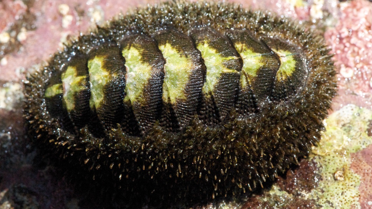 A rare deep-sea chiton lives only on sunken wood three miles beneath ...