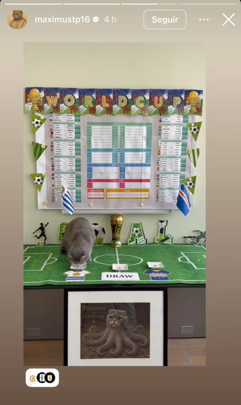 Mundial 2026: el gato Maximus, el nuevo Pulpo Paul, pronosticó Uruguay ...