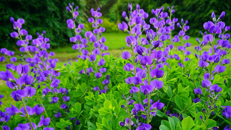 5 beautiful flowers that can grow in your backyard for over 20 years